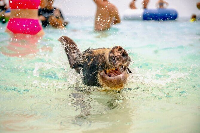 Swimming Pigs Of Rose Island Water Taxi Nassau Bahamas - FAQ