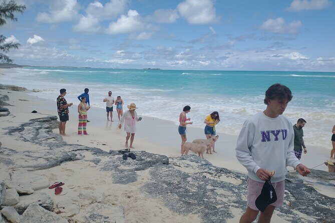 Swimming Pigs & Tour with Transportation to Rose Island - The Sum Up