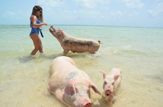 Swimming Pigs & Tour with Transportation to Rose Island - FAQs