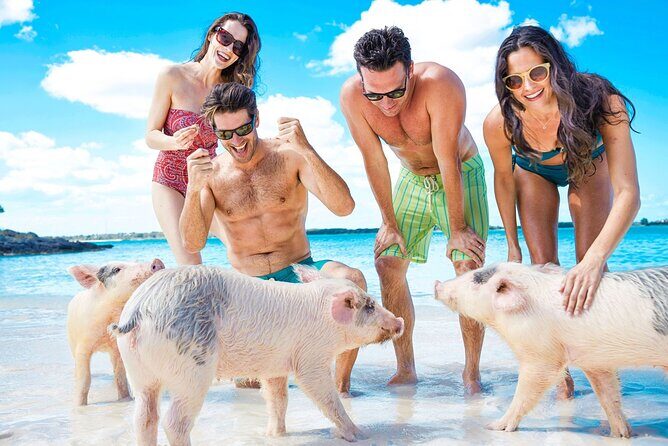 Swimming Pigs, Turtles & Reef Snorkel in Nassau-Champion Tours - What to Expect from the Tour