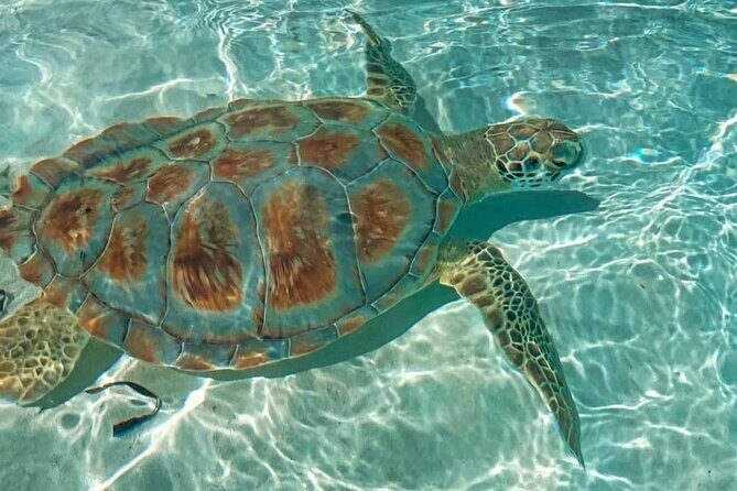 Swimming Pigs, Turtles & Reef Snorkel in Nassau-Champion Tours - FAQ