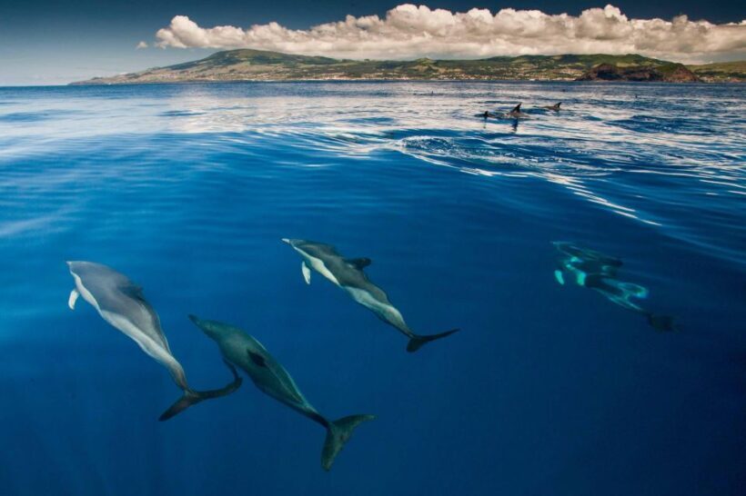 Swimming with Dolphins in Terceira Island - A Closer Look at the Experience