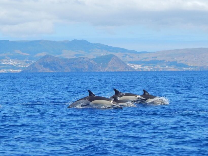 Swimming with Dolphins in Terceira Island - Authentic Encounters and Genuine Learning