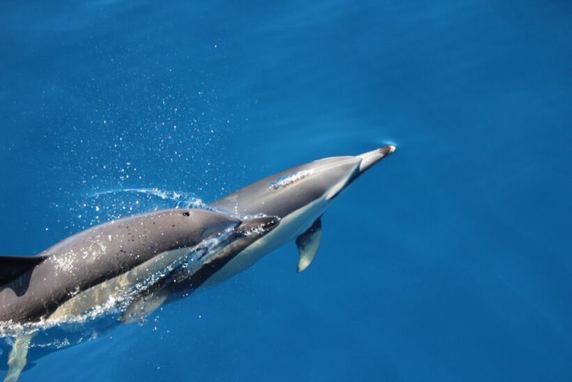 Swimming with Dolphins in Terceira Island - Who Should Consider This Tour?