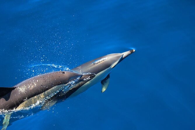Swimming With Dolphins in Terceira Island - Key Points