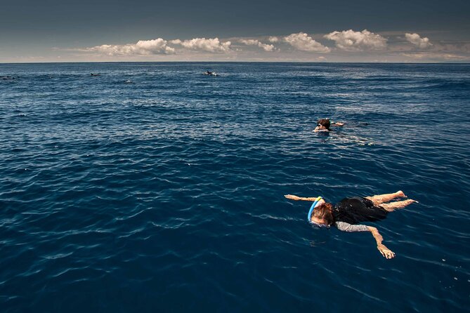 Swimming With Dolphins in Terceira Island - Experience Highlights