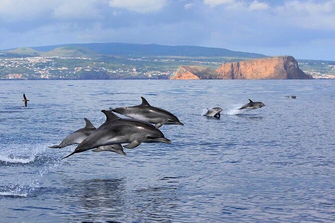 Swimming With Dolphins in Terceira Island - Meeting and Pickup Information