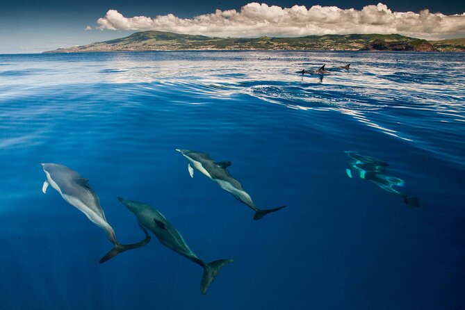 Swimming With Dolphins in Terceira Island - Additional Information and Tips