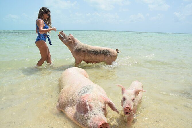 Swimming with Pigs in Nassau, Transportation Included - Key Points