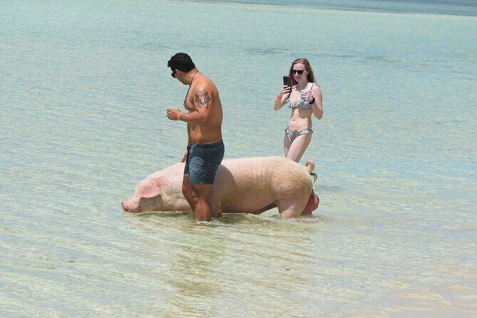 Swimming with Pigs in Nassau, Transportation Included - The Sum Up