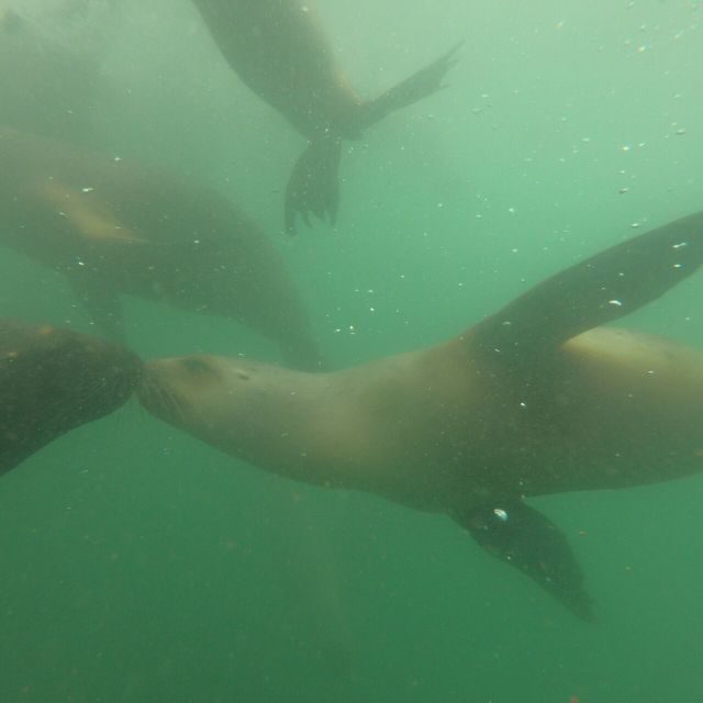 Swimming with sea lions in Lima - Key Points