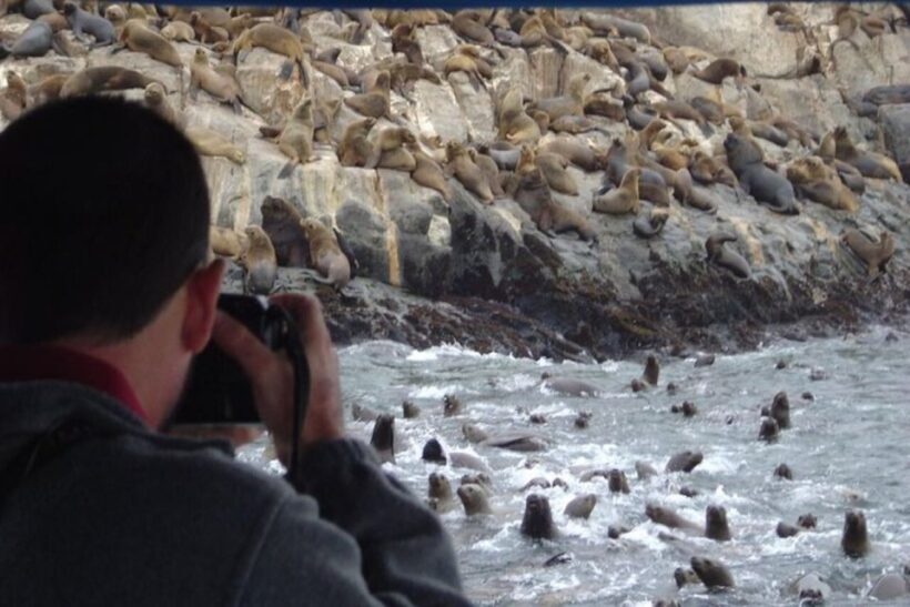 Swimming with sea lions in Lima - An In-Depth Look at the Tour