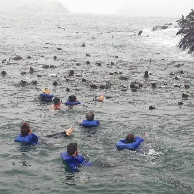 Swimming with sea lions in Lima - Who Should Consider This Tour?