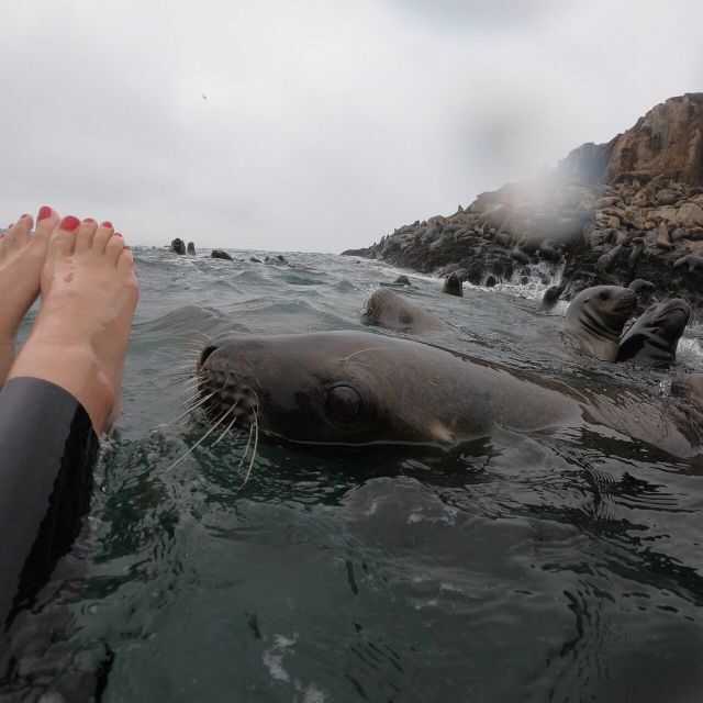 Swimming with sea lions in Lima - Final Thoughts: Is It Worth It?