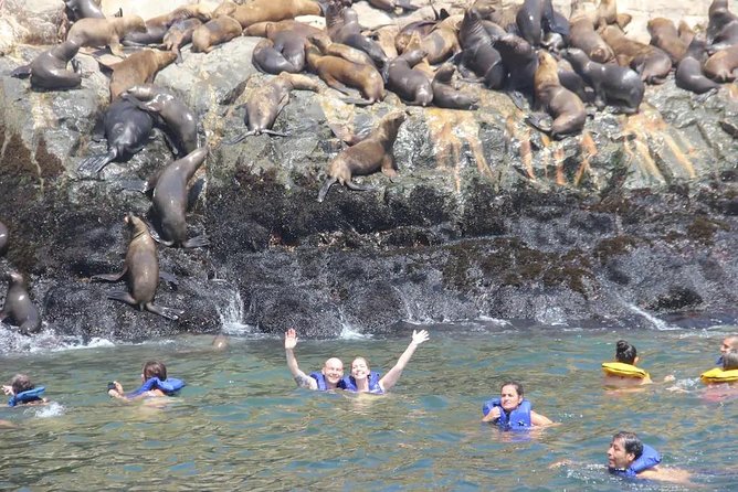 Swimming With Sea Lions in Lima - Encounters With Peruvian Wildlife