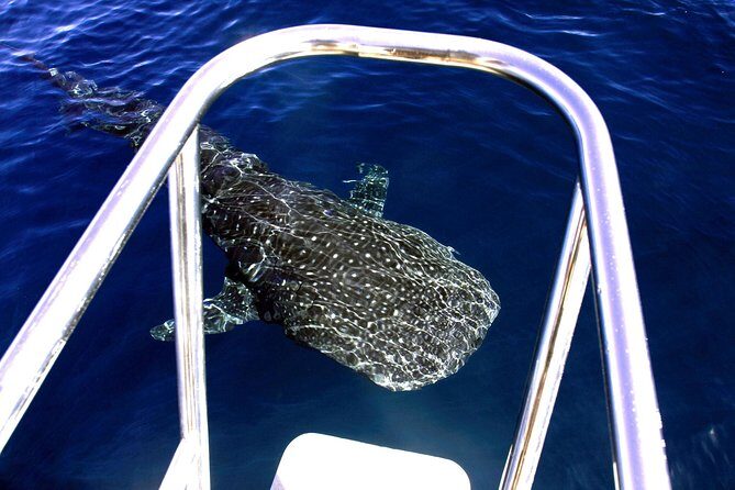 Swimming with the Whale Sharks - Ningaloo Reef (Exmouth) - Frequently Asked Questions