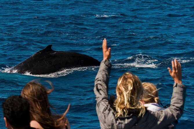 Swimming with the Whale Sharks - Ningaloo Reef (Exmouth) - Final Words