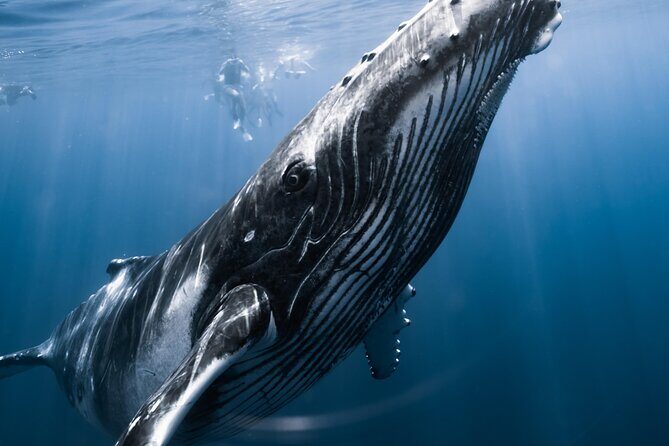 Swimming with Whales in Moorea (Half Day tour) - The Guides and Safety
