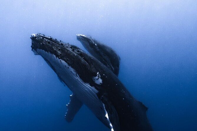 Swimming with Whales in Moorea (Half Day tour) - The Downside: Things to Consider
