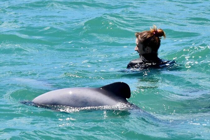 Swimming with Wild Dolphins in Akaroa - The Overview: What to Expect from the Tour