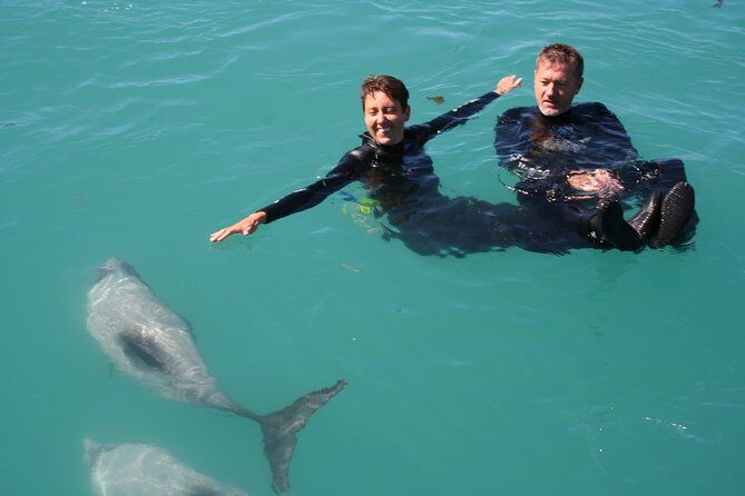 Swimming with Wild Dolphins in Akaroa - The Price and Value
