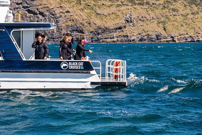 Swimming with Wild Dolphins in Akaroa - Practical Considerations