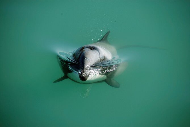 Swimming with Wild Dolphins in Akaroa - Who Should Book This Tour?
