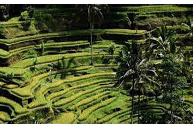 Swing Bali-Ubud Rice Terrace_Elephant Cave & Ubud Waterfall - What the Reviews Say