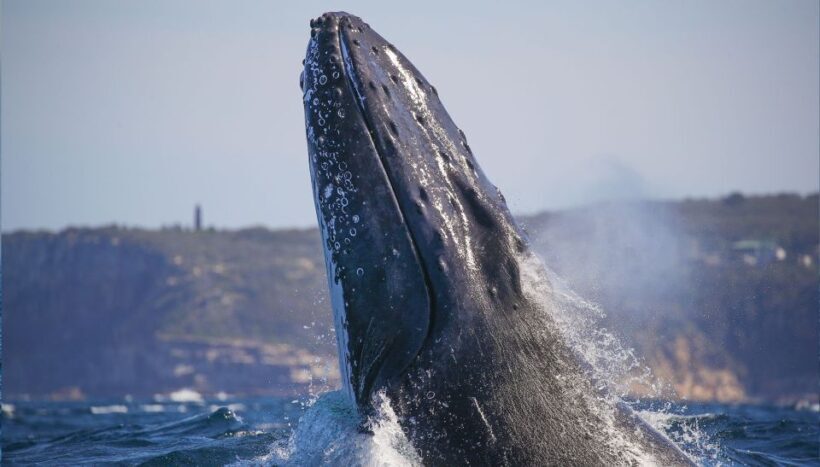 Sydney: 2.5-Hour Discovery Whale Watching Tour by Catamaran - Why This Tour Offers Good Value