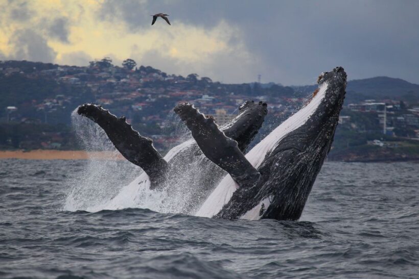 Sydney: 2.5-Hour Discovery Whale Watching Tour by Catamaran - Authentic Experiences and Real Reviews