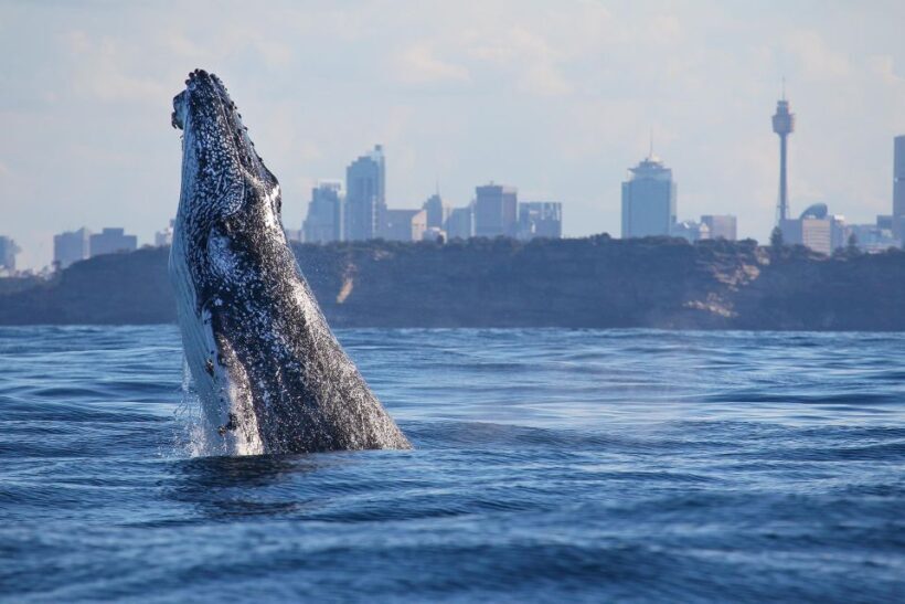Sydney: 2.5-Hour Discovery Whale Watching Tour by Catamaran - Final Thoughts