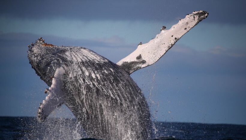 Sydney: 2.5-Hour Discovery Whale Watching Tour by Catamaran - Frequently Asked Questions