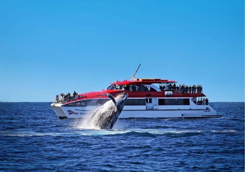 Sydney: 2.5-Hour Whale Watching & Wildlife Cruise - An Overview of What to Expect