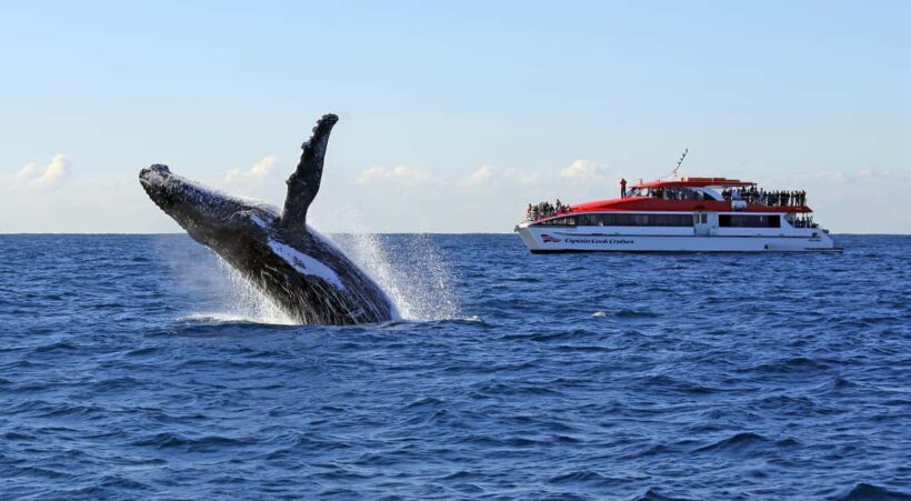 Sydney: 2.5-Hour Whale Watching & Wildlife Cruise - The Value and Practicalities