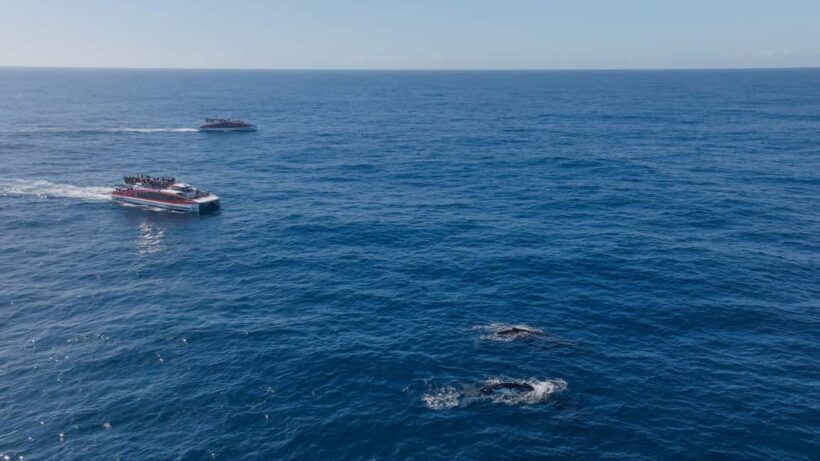 Sydney: 2.5-Hour Whale Watching & Wildlife Cruise - FAQ