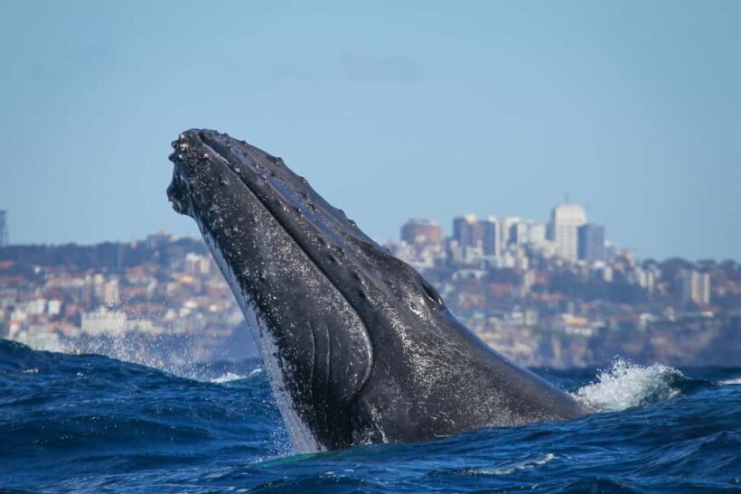 Sydney: 2-hour Express Whale Watching Cruise - The Itinerary and What You Can Expect