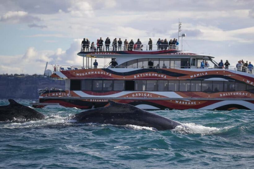 Sydney: 2-hour Express Whale Watching Cruise - Practical Considerations