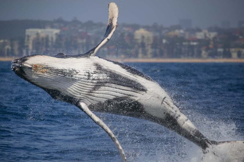 Sydney: 2-hour Express Whale Watching Cruise - Final Thoughts