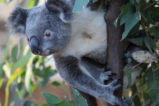 Sydney Attractions Pass: SEA LIFE Aquarium, Sydney Tower Eye, WILD LIFE Zoo and Madame Tussauds - Exploring the Itinerary and Attractions