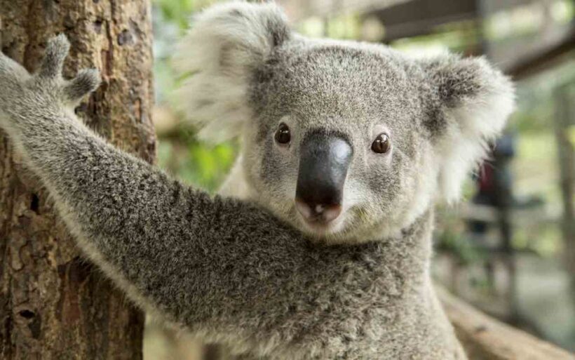 Sydney: Blue Mountains & Featherdale Wildlife Park Day Trip - Frequently Asked Questions (FAQs)