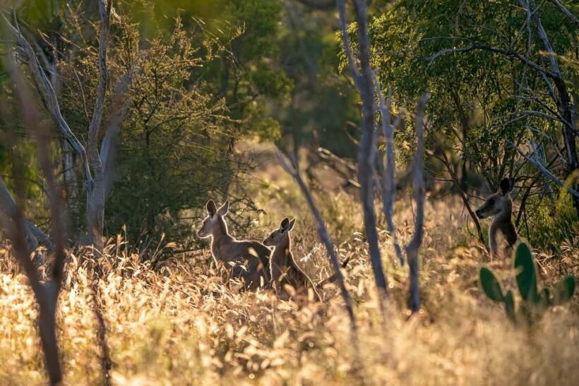 Sydney: Blue Mountains Kangaroos, Wilderness and Sunset Tour - An Authentic Look at the Blue Mountains