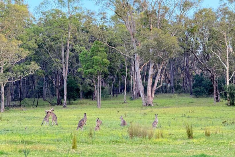 Sydney: Blue Mountains Kangaroos, Wilderness and Sunset Tour - Indigenous Heritage and Cultural Insights