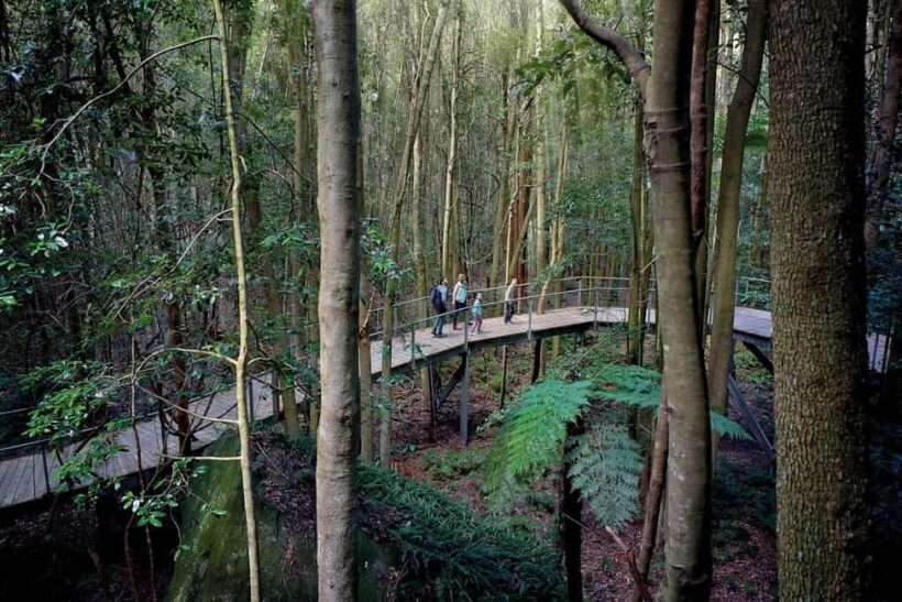 Sydney: Blue Mountains National Park Tour with River Cruise - The Scenic Rides and Walks