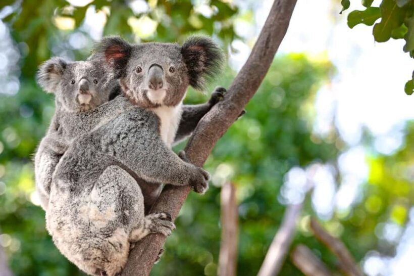 Sydney: Blue Mountains, Scenic World, and Featherdale Tour - An Honest Look at the Tour Itinerary