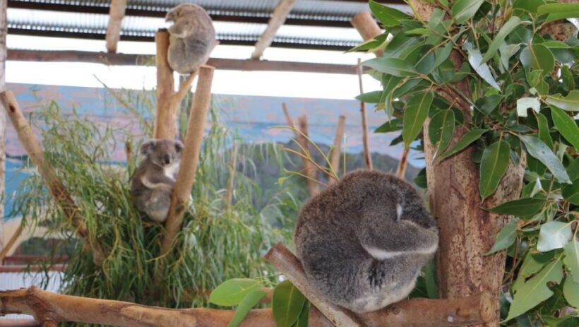 Sydney: Blue Mountains, Scenic World, and Sydney Zoo Tour - The Sum Up