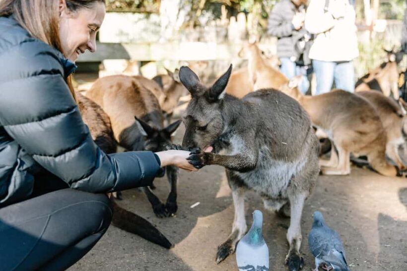 Sydney: Blue Mountains Scenic World, Wildlife Park and Lunch - Key Points