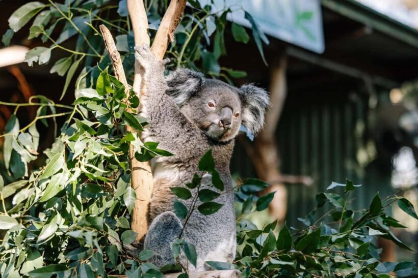 Sydney: Blue Mountains Scenic World, Wildlife Park and Lunch - Practical Considerations