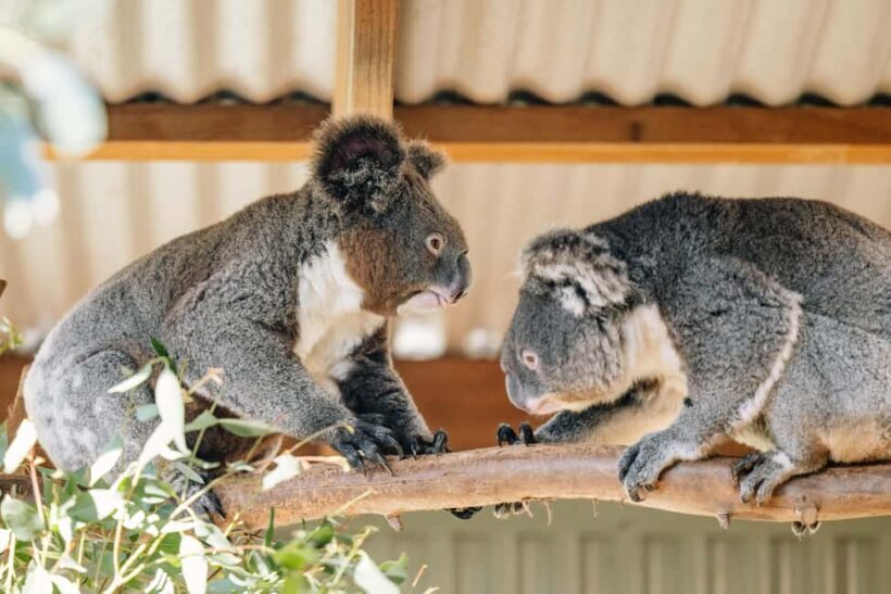 Sydney: Blue Mountains Tour with Wildlife Park & Waterfalls - The Authentic Experience: What You’ll Remember