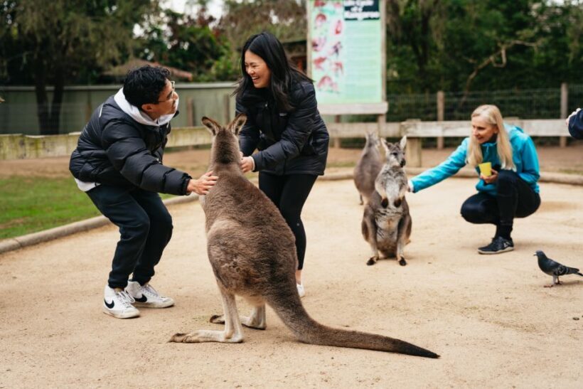 Sydney: Blue Mountains Wildlife & Bushwalk Small-Group Tour - Key Points