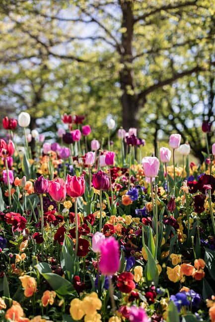 Sydney: Canberra Floriade Festival & Tulip Top Gardens Tour - Practical Tips for Travelers